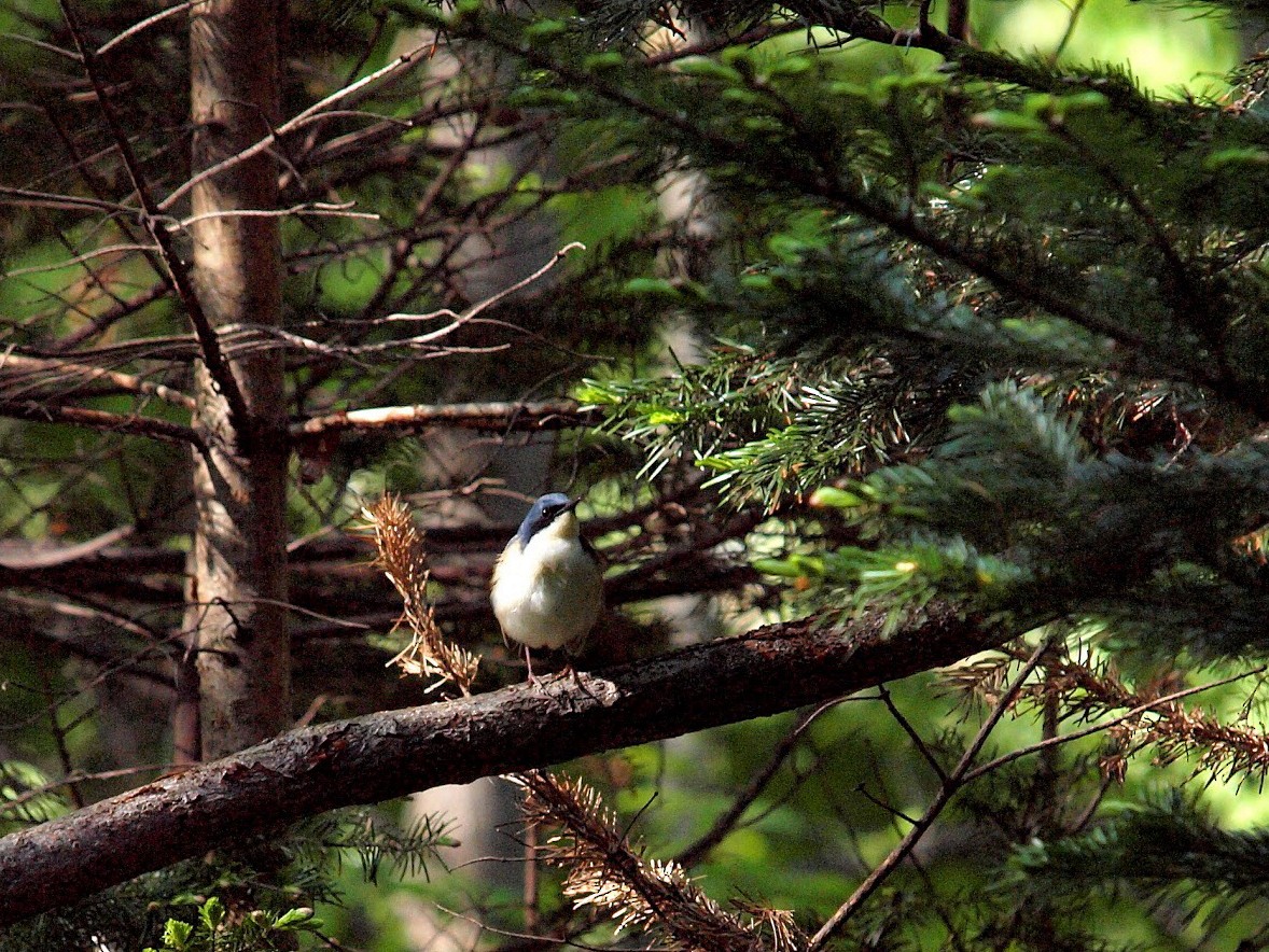 Siberian Blue Robin - eBird