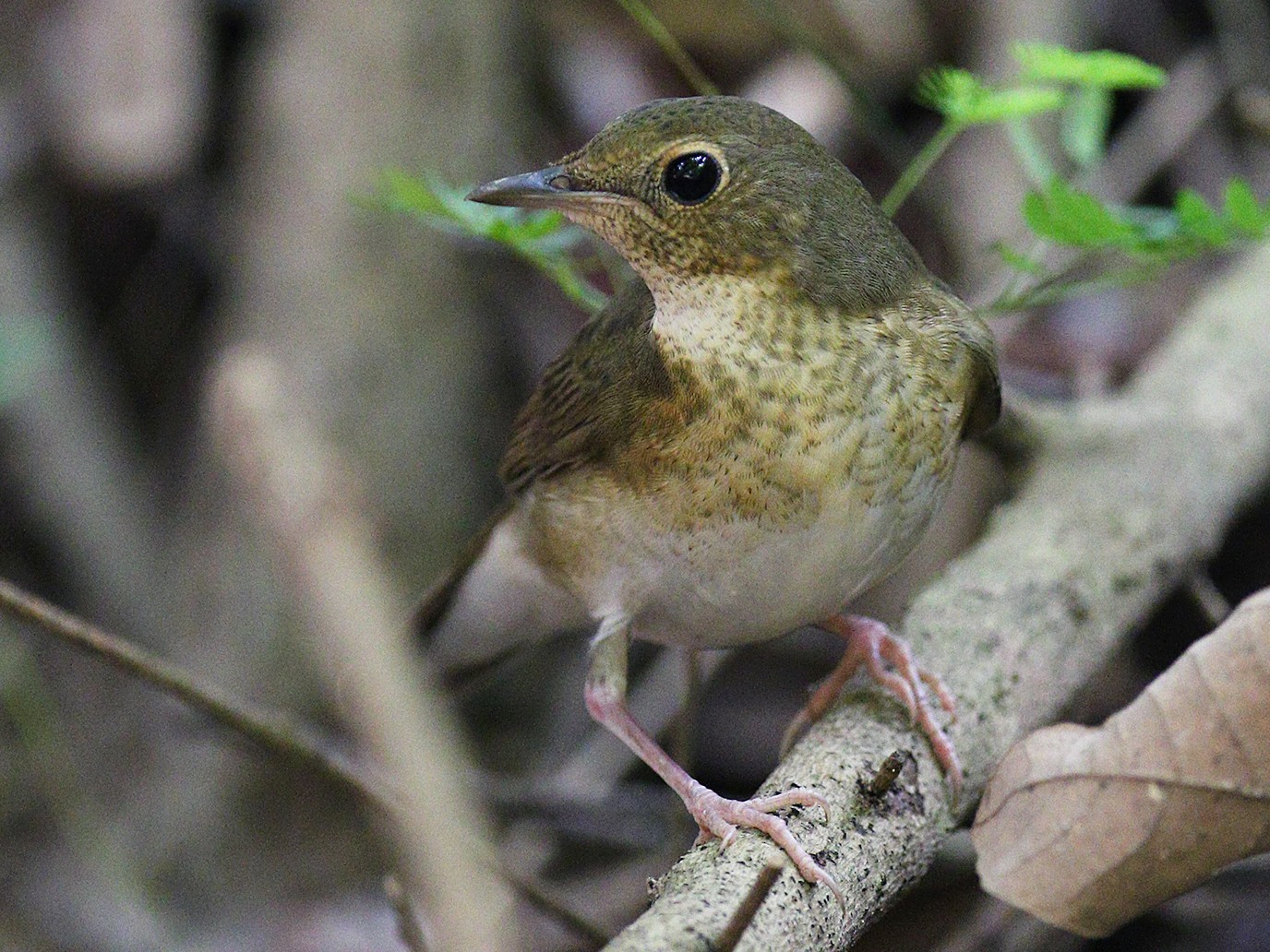 Siberian Blue Robin - eBird