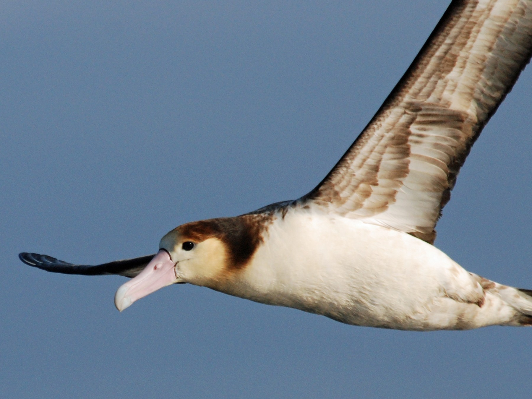 Short-tailed Albatross - eBird