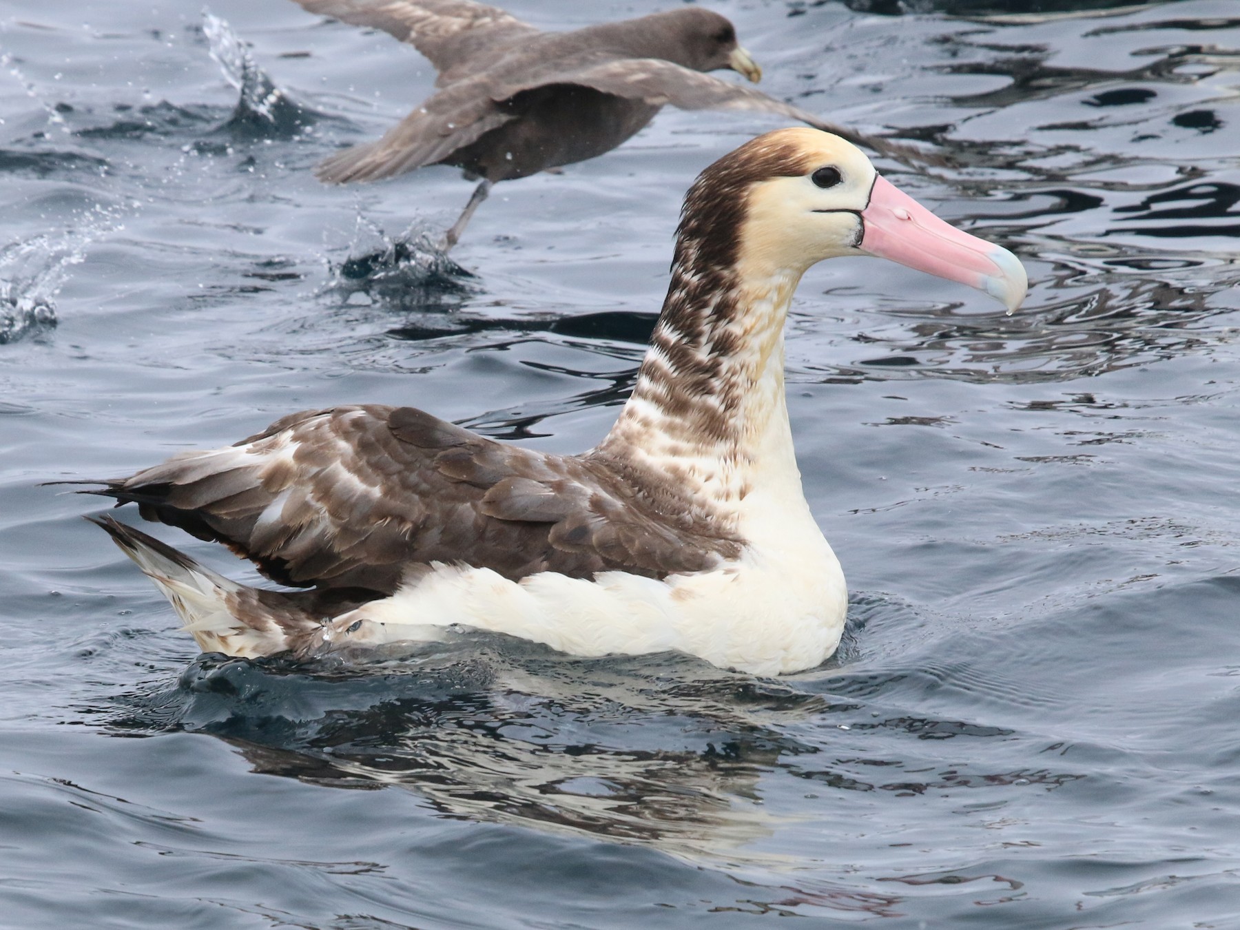 Short-tailed Albatross - eBird