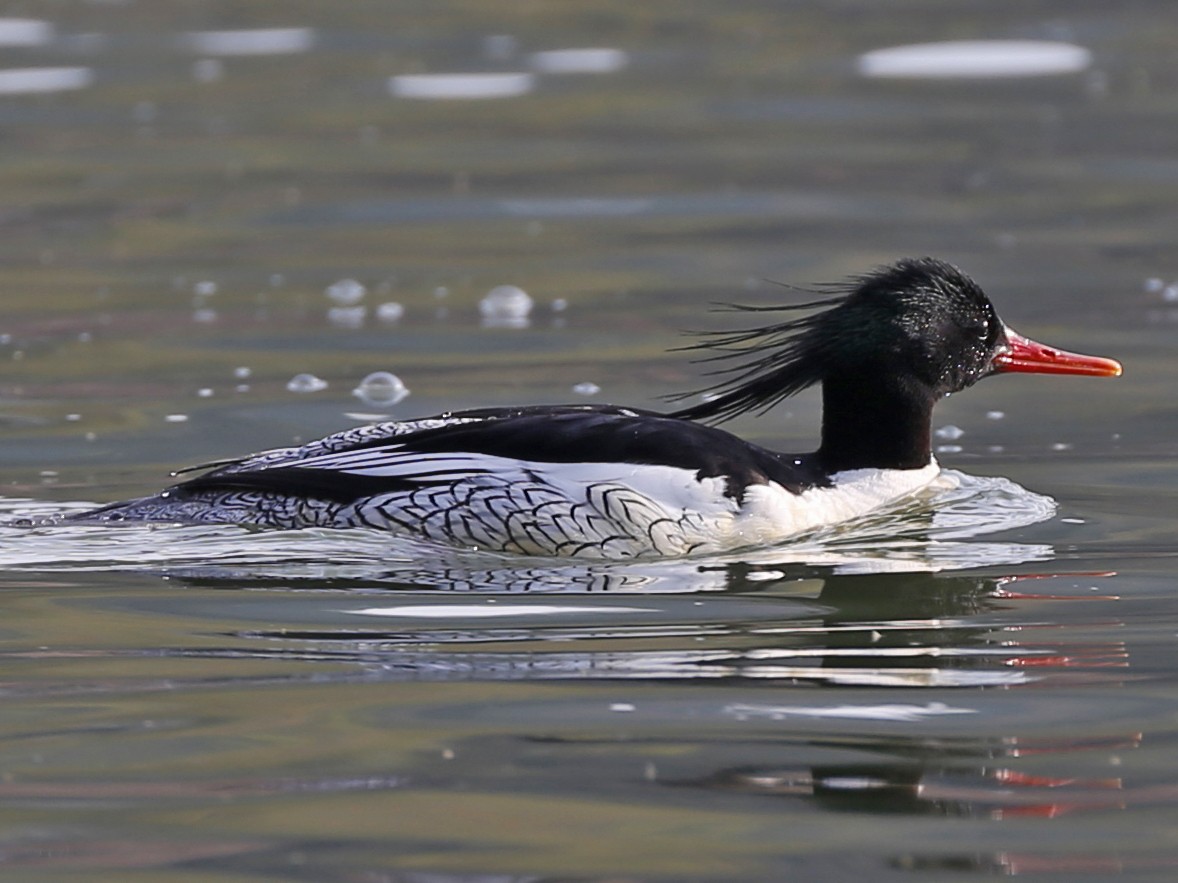Scaly-sided Merganser - eBird