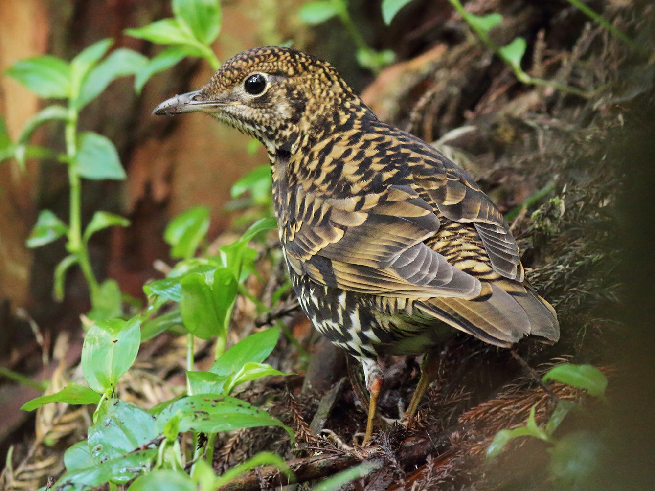 Scaly Thrush - eBird