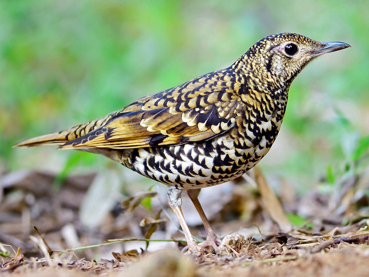 Scaly Thrush - Zoothera dauma - Birds of the World