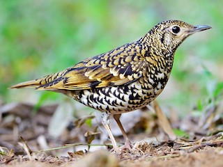 Scaly Thrush - Zoothera dauma - Birds of the World