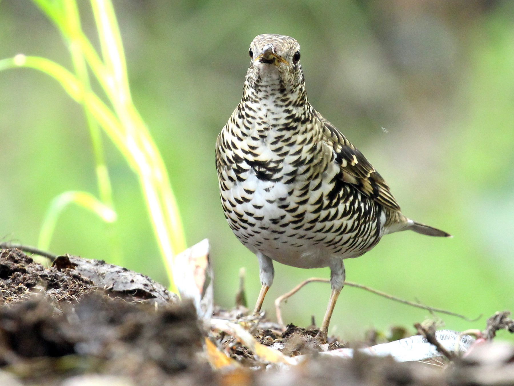 Scaly Thrush - eBird