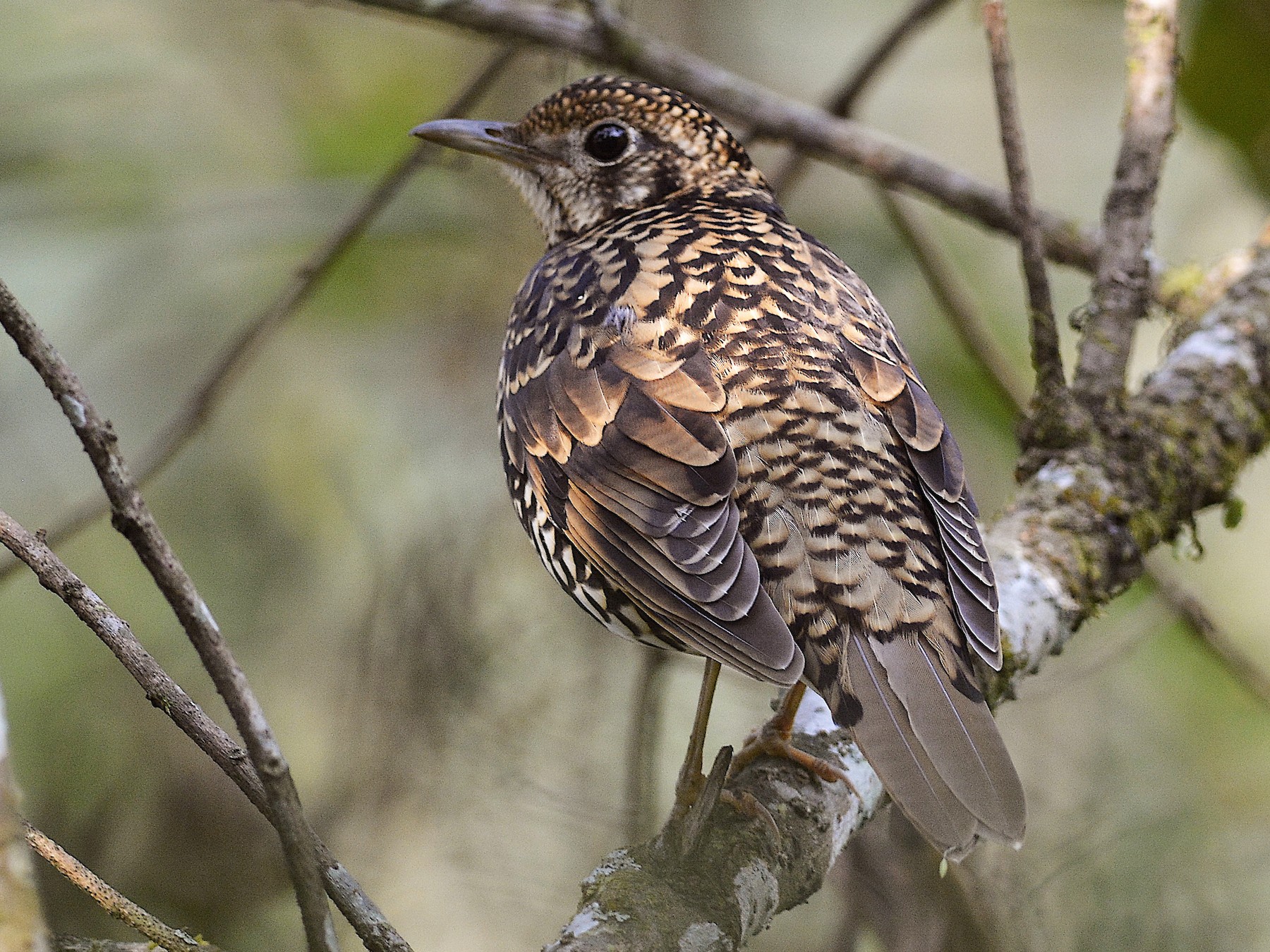 Scaly Thrush - eBird