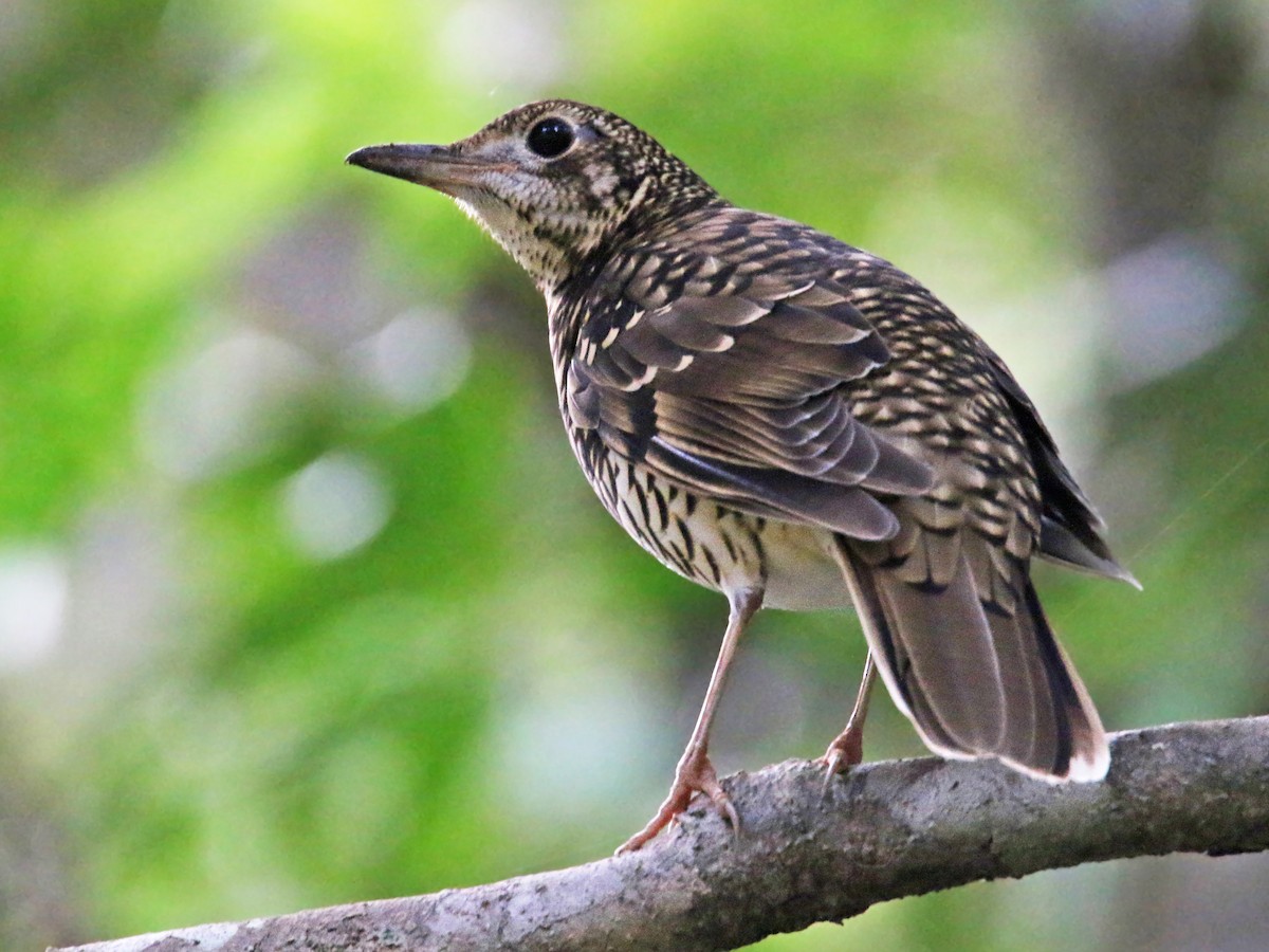Amami Thrush - Zoothera major - Birds of the World