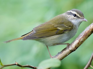 Sakhalin Leaf Warbler - Phylloscopus borealoides - Birds of the World