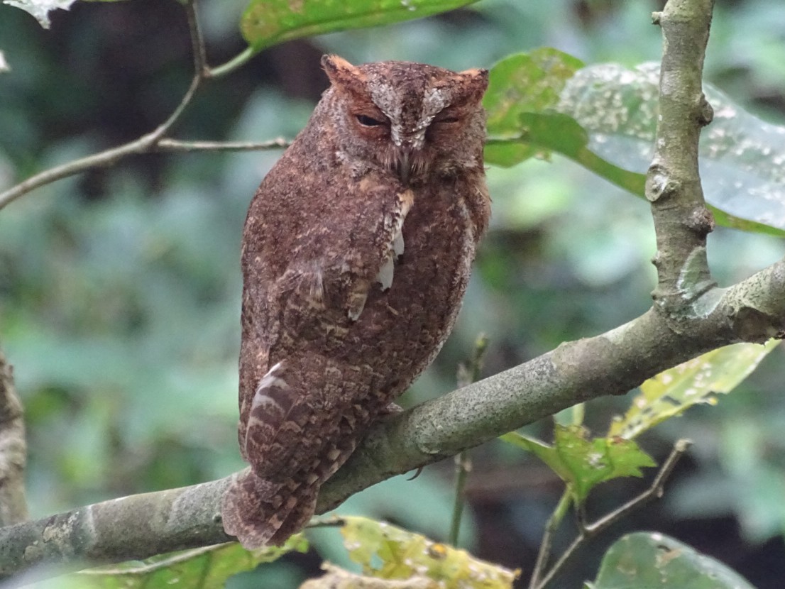 Ryukyu Scops-Owl - eBird
