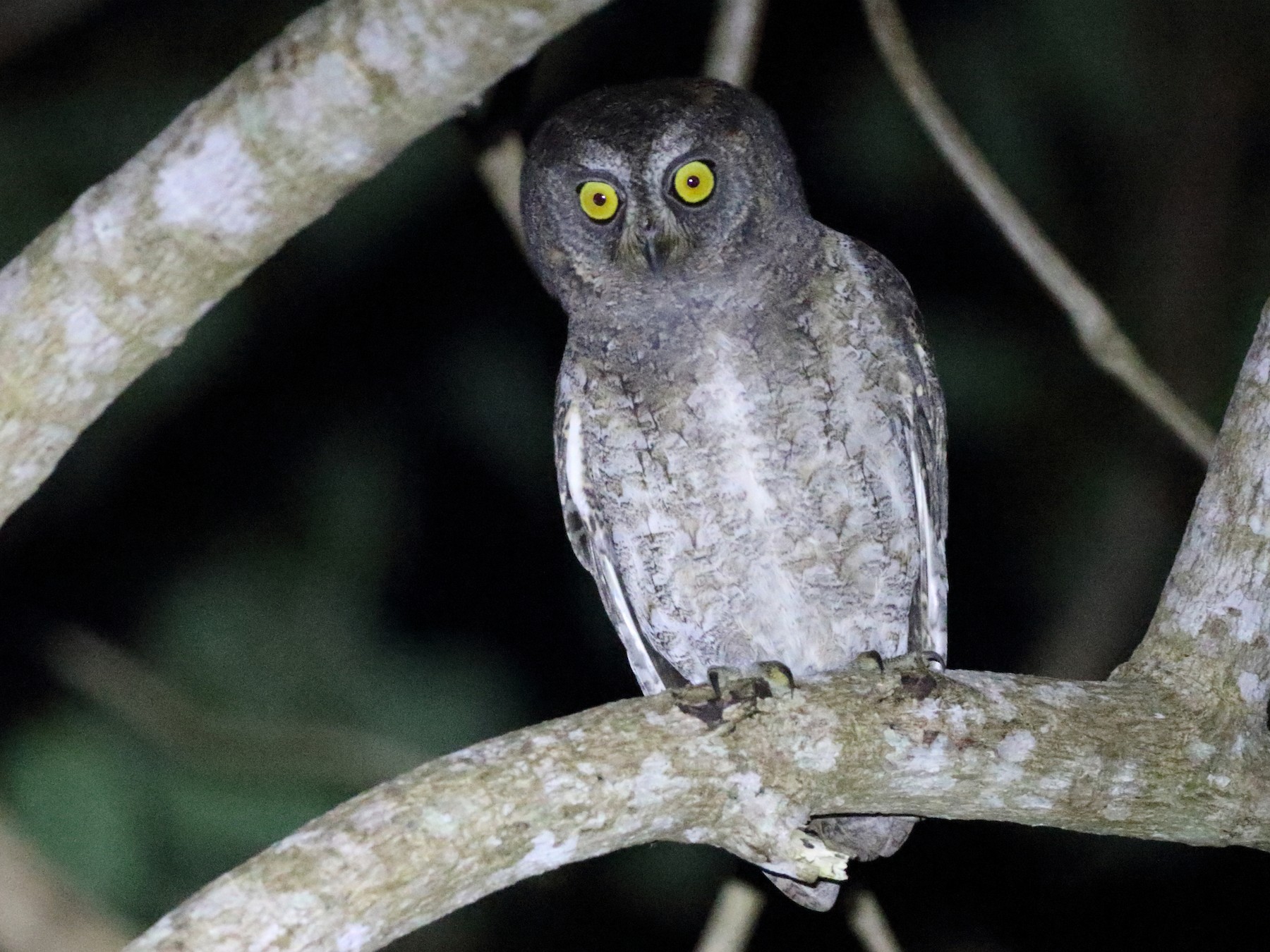 Ryukyu Scops-Owl - eBird