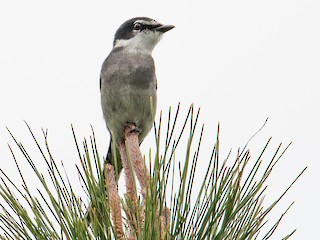 リュウキュウサンショウクイ - eBird