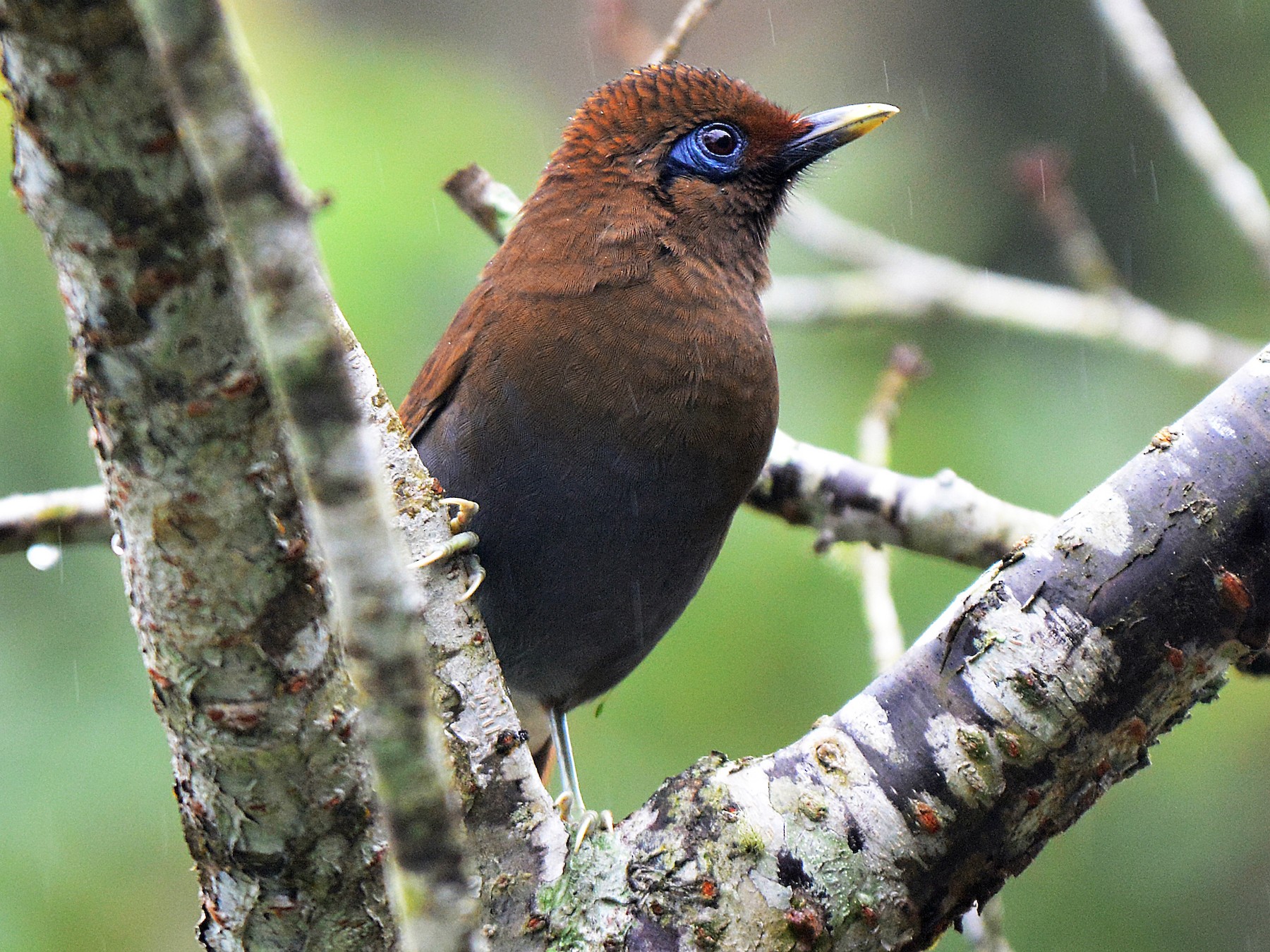 Rusty Laughingthrush - eBird