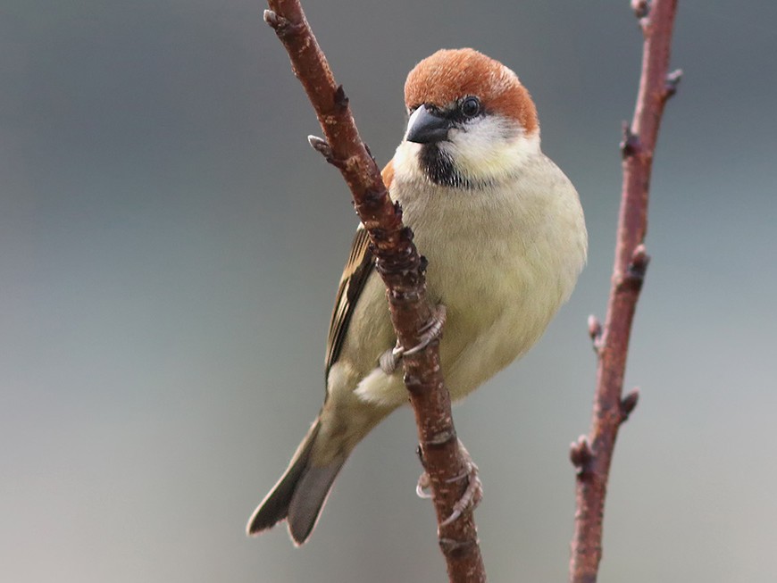 Russet Sparrow - eBird