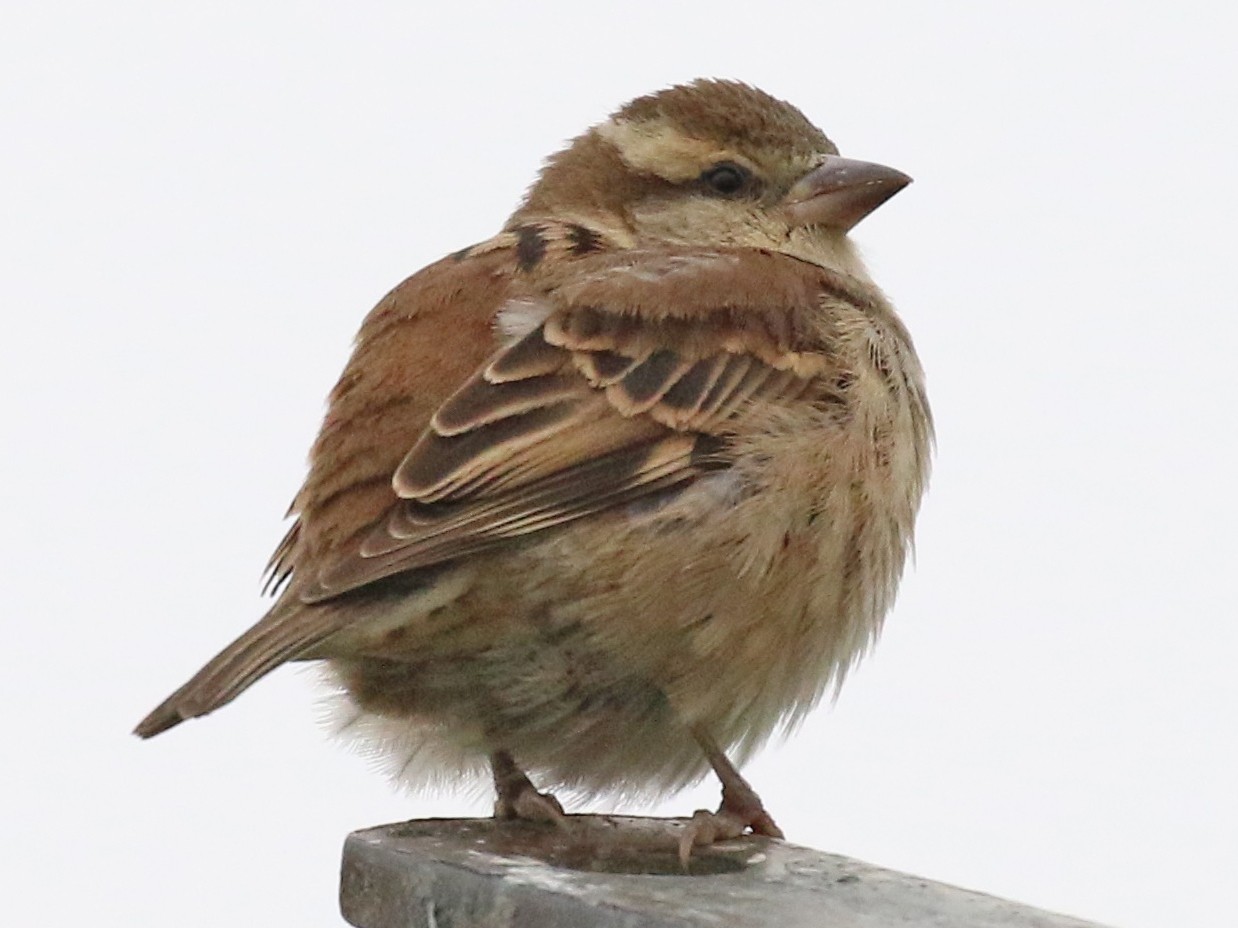 Russet Sparrow - eBird