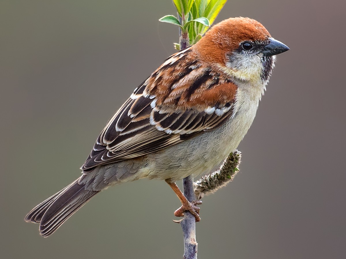 Russet Sparrow - Passer cinnamomeus - Birds of the World