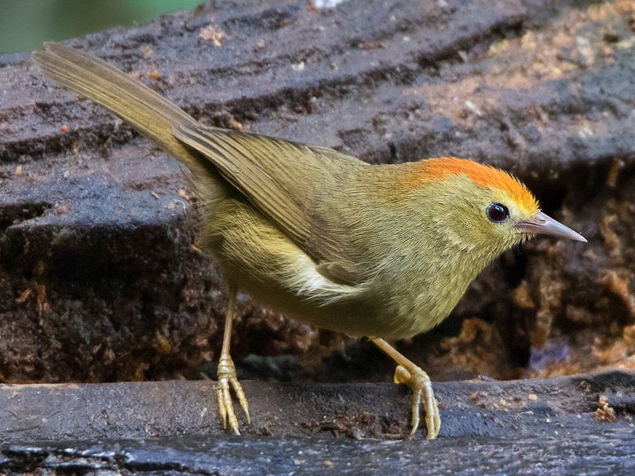 Rufous-capped Babbler - eBird