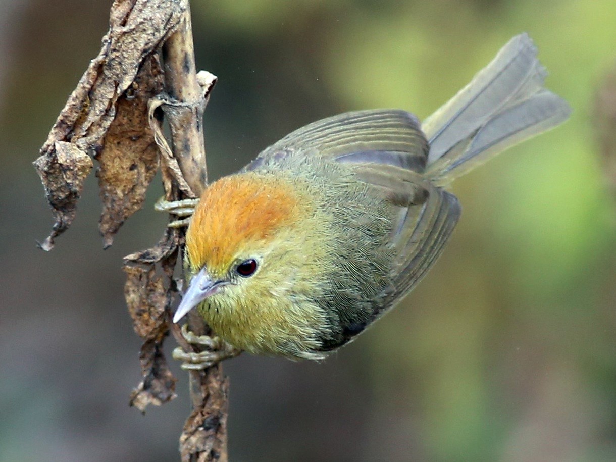Rufous-capped Babbler - eBird