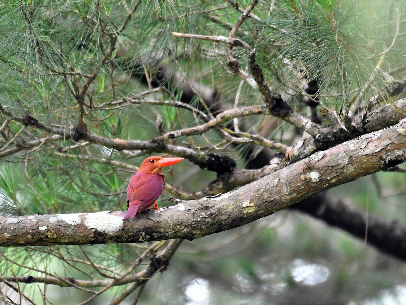 Ruddy Kingfisher - eBird