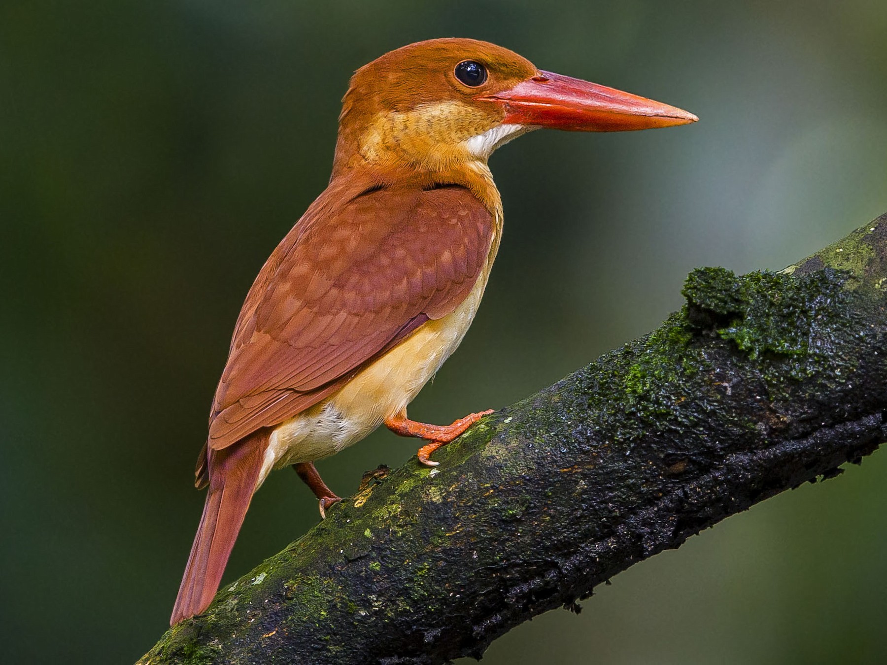 Ruddy Kingfisher - eBird
