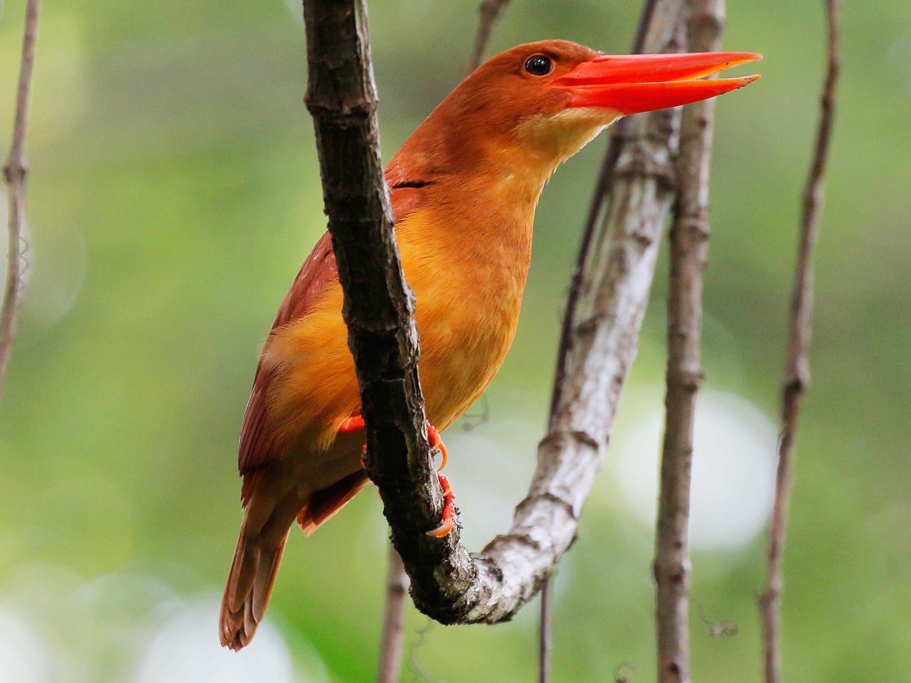 Ruddy Kingfisher - eBird
