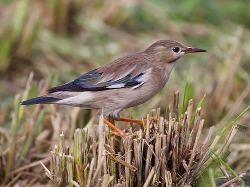 Red-billed Starling - eBird