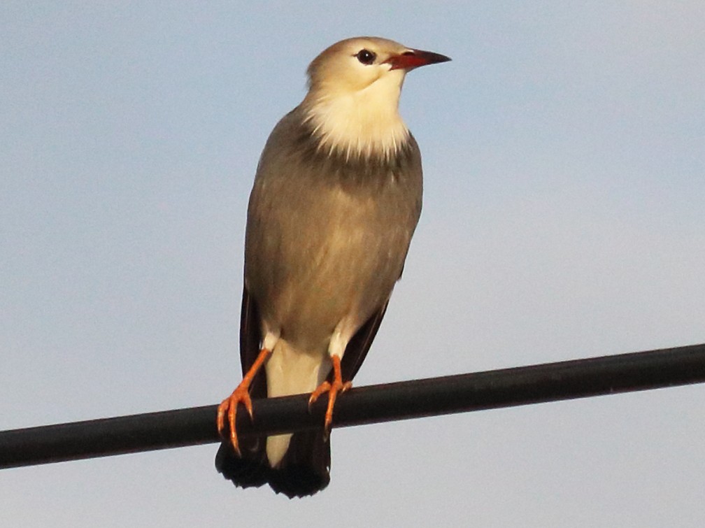 Red-billed Starling - eBird
