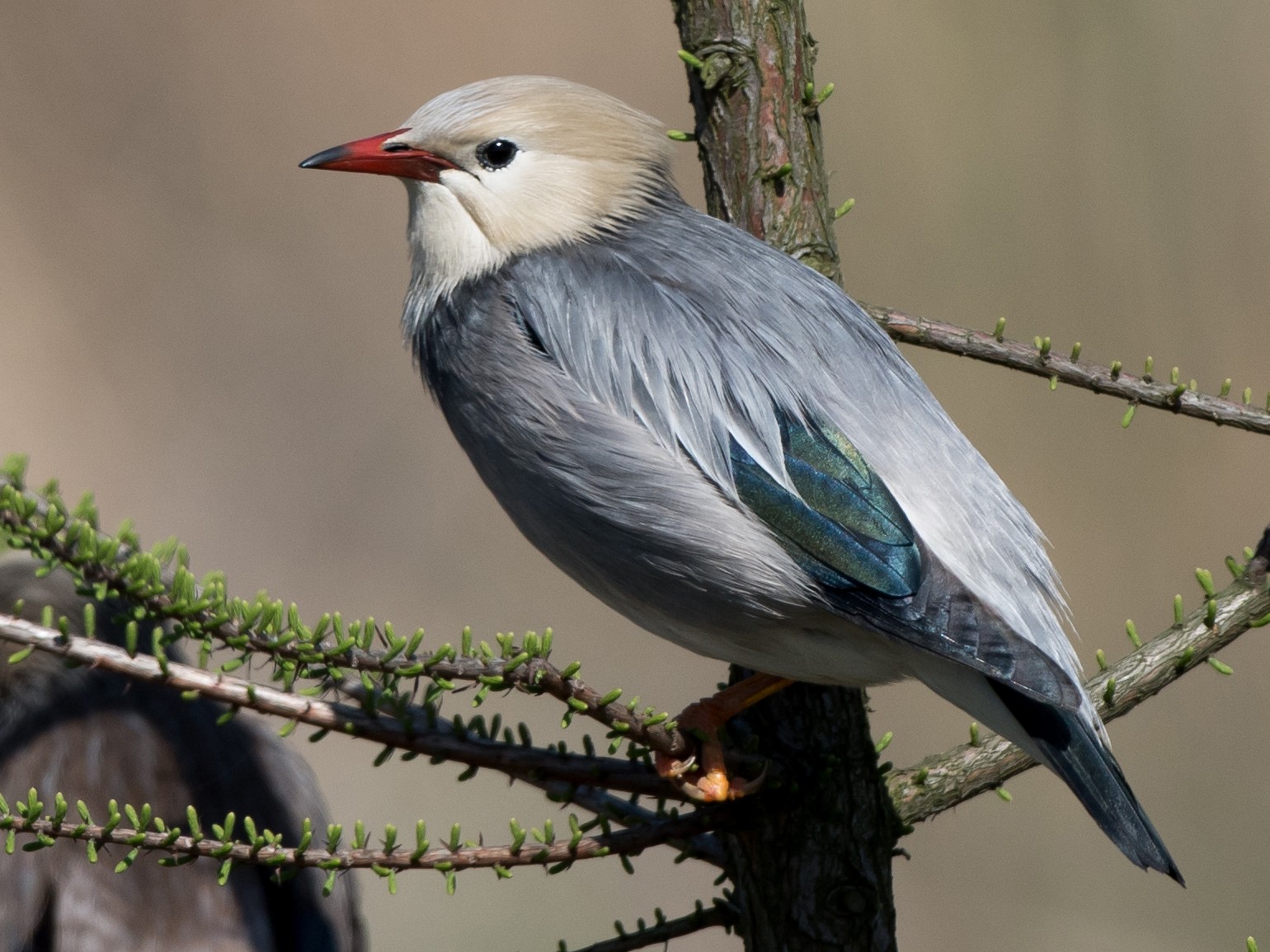 Red-billed Starling - eBird