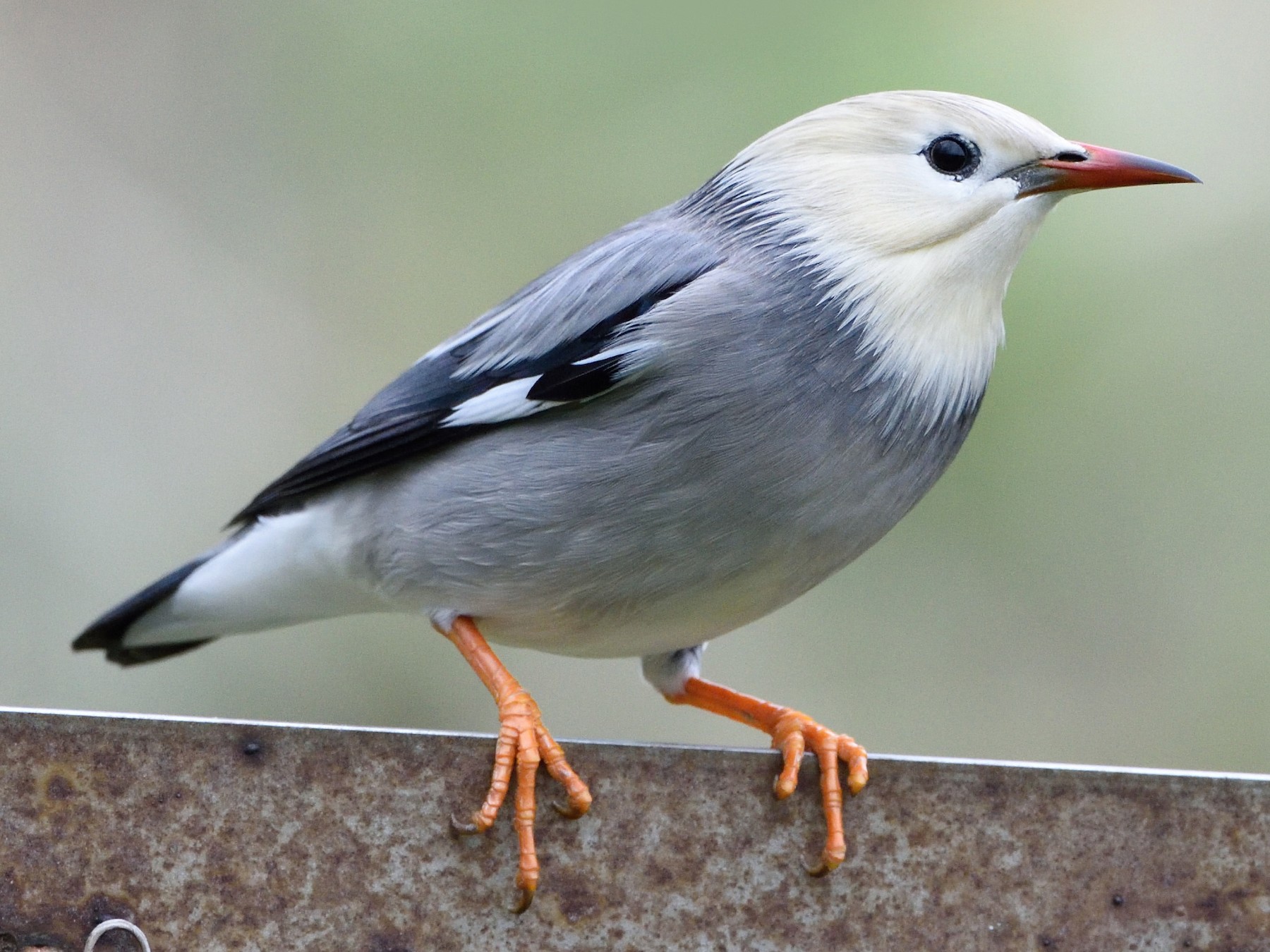 Red-billed Starling - eBird