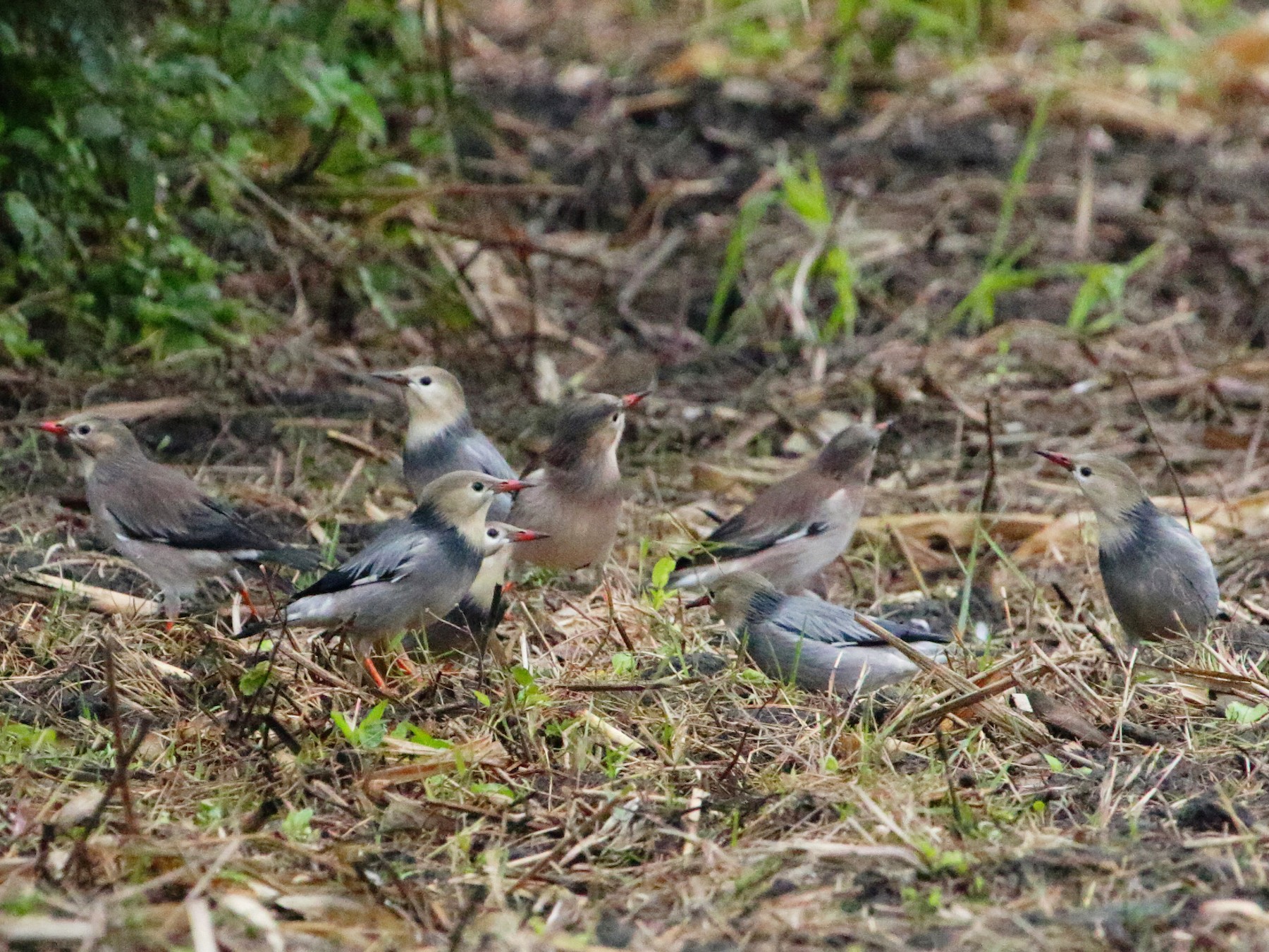 Red-billed Starling - eBird
