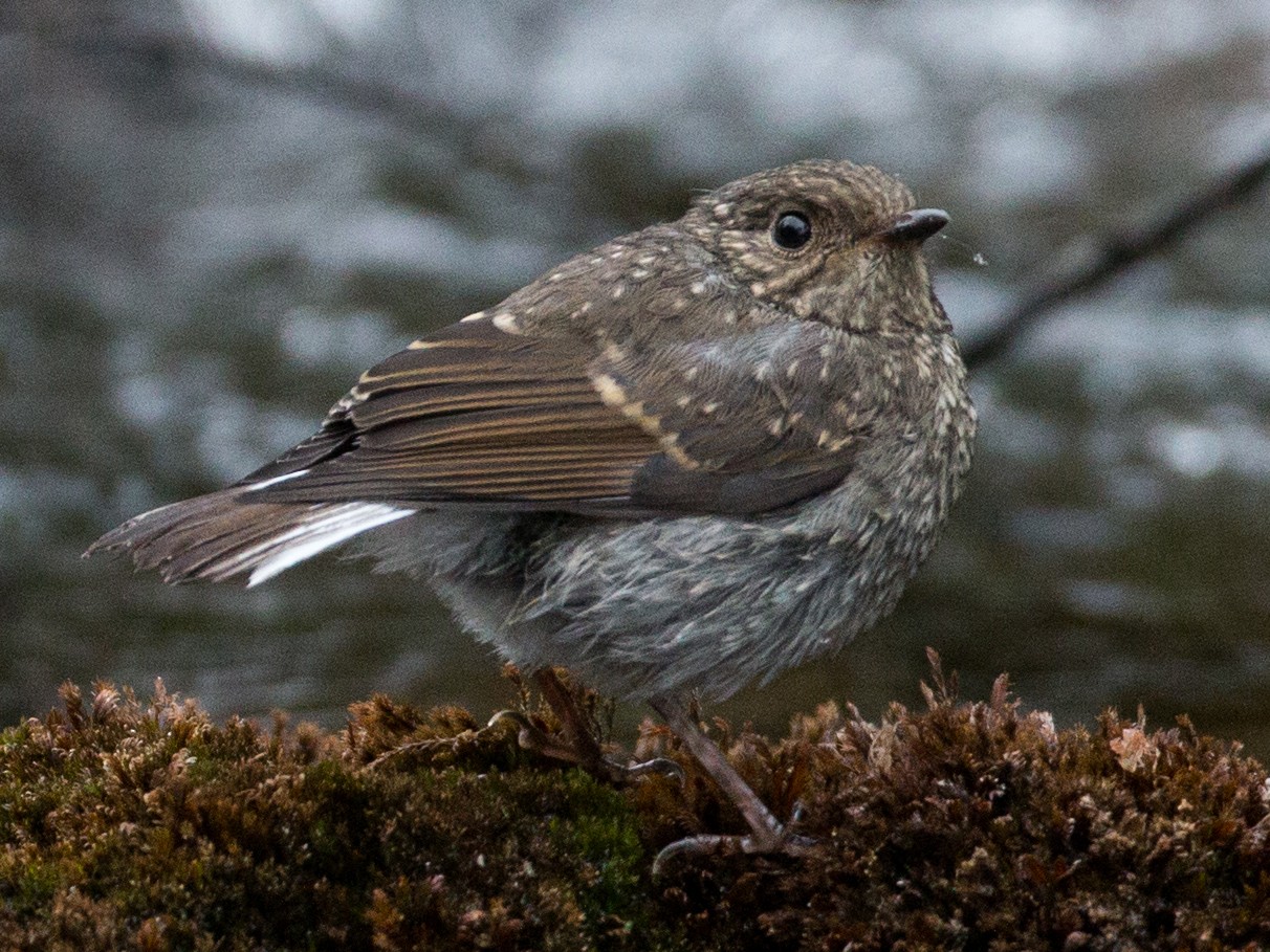 Plumbeous Redstart - eBird