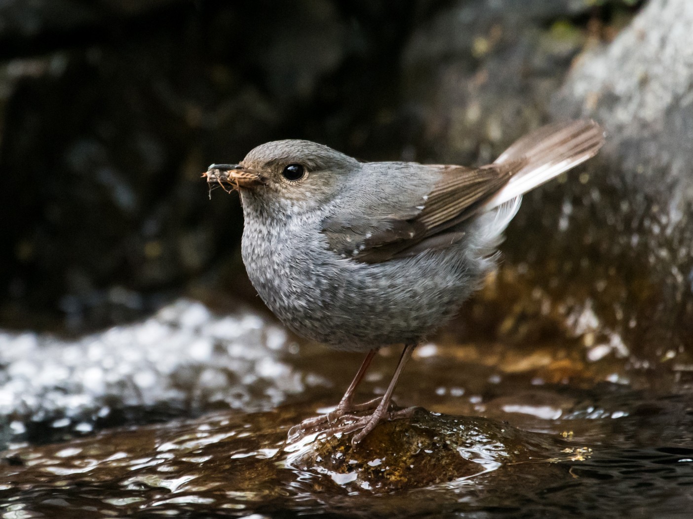 Plumbeous Redstart - eBird
