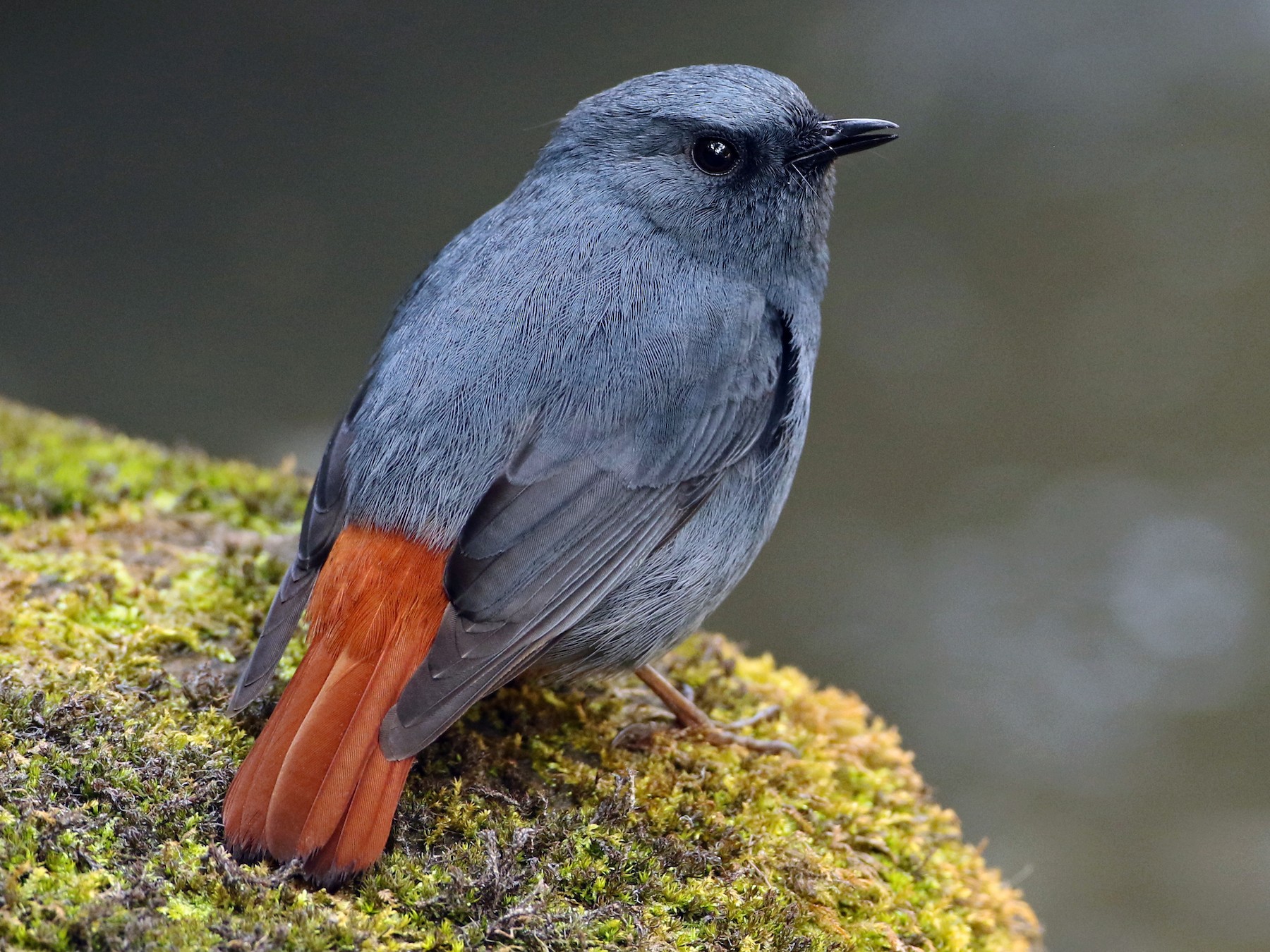 Plumbeous Redstart - eBird