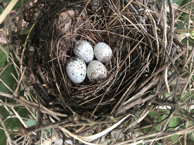 Cardinal Egg