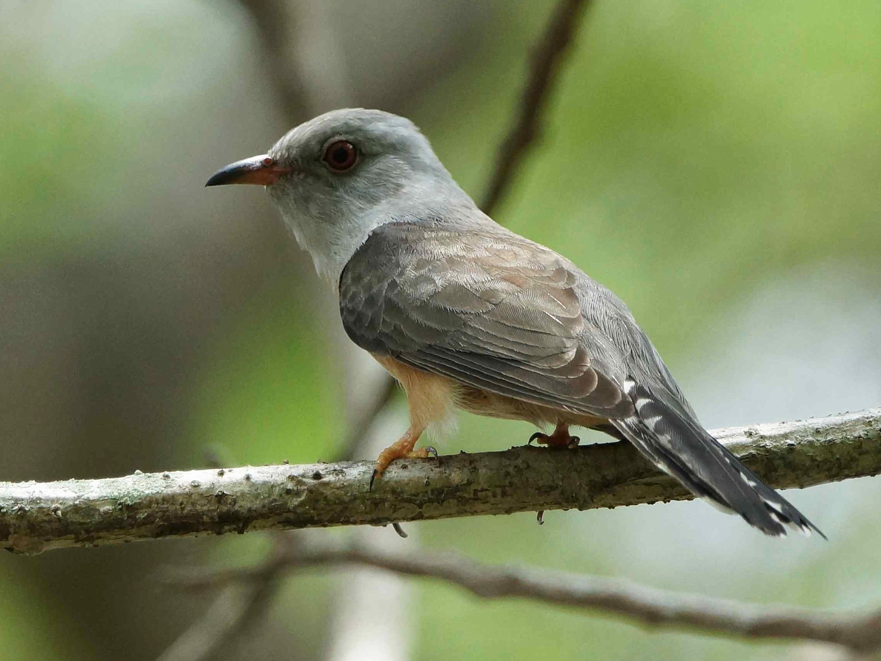 Plaintive Cuckoo - eBird