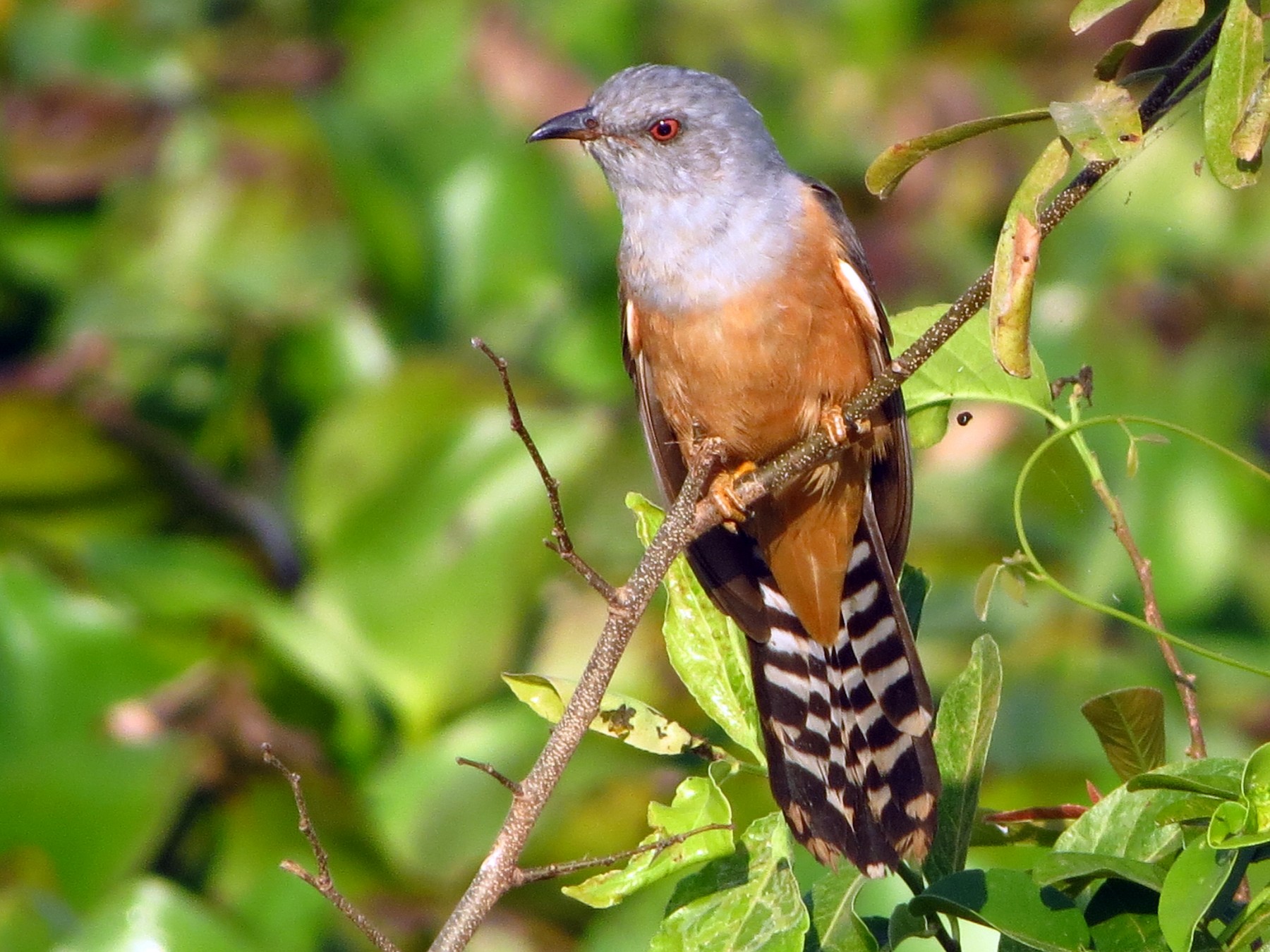 Plaintive Cuckoo - eBird