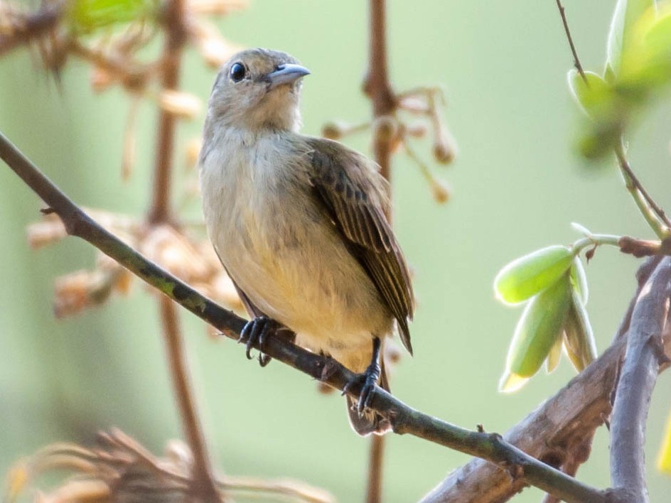 Plain Flowerpecker - eBird
