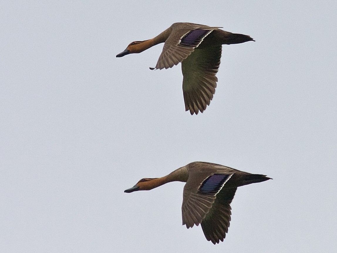Philippine Duck - eBird