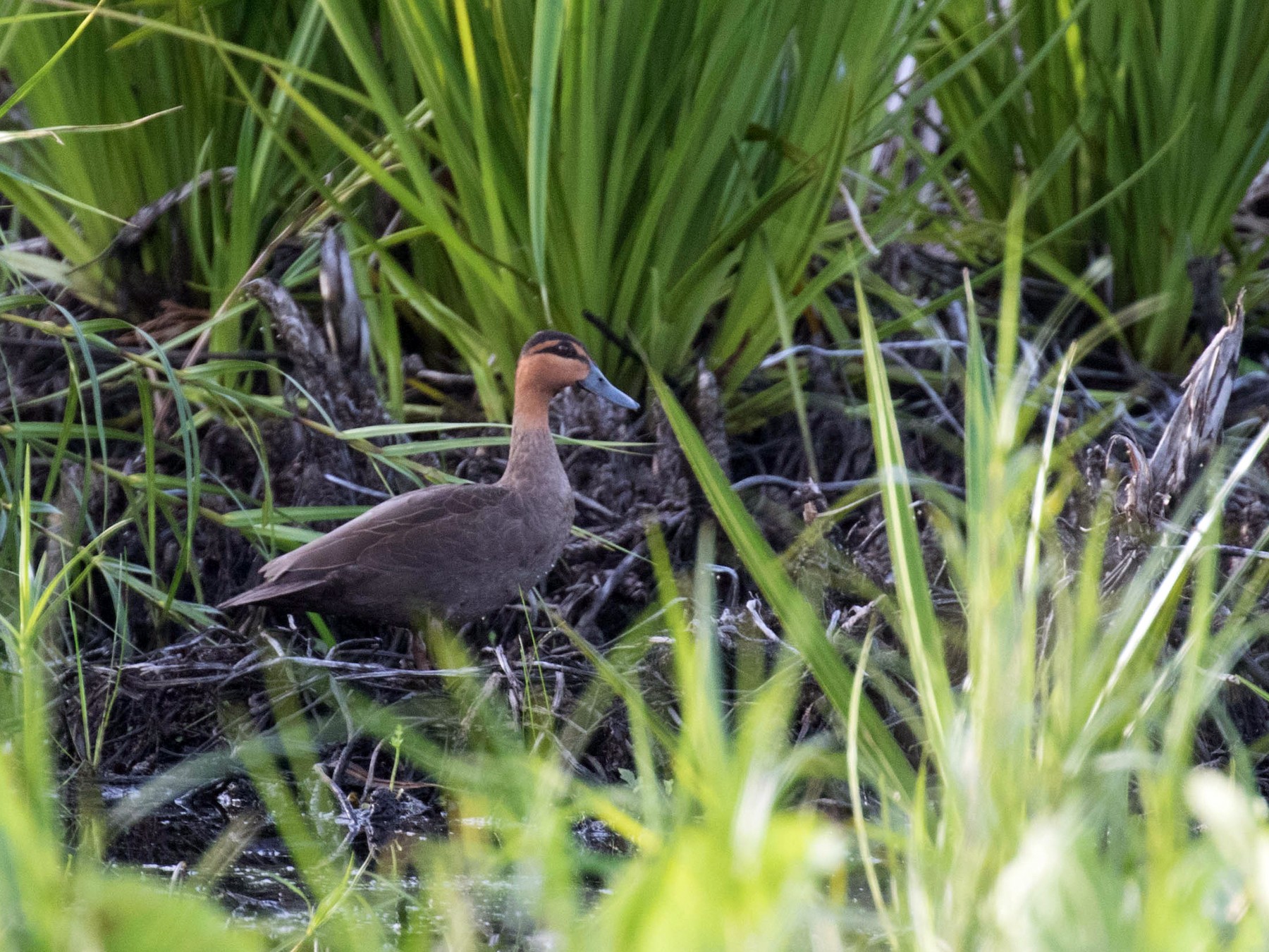 Philippine Duck - eBird