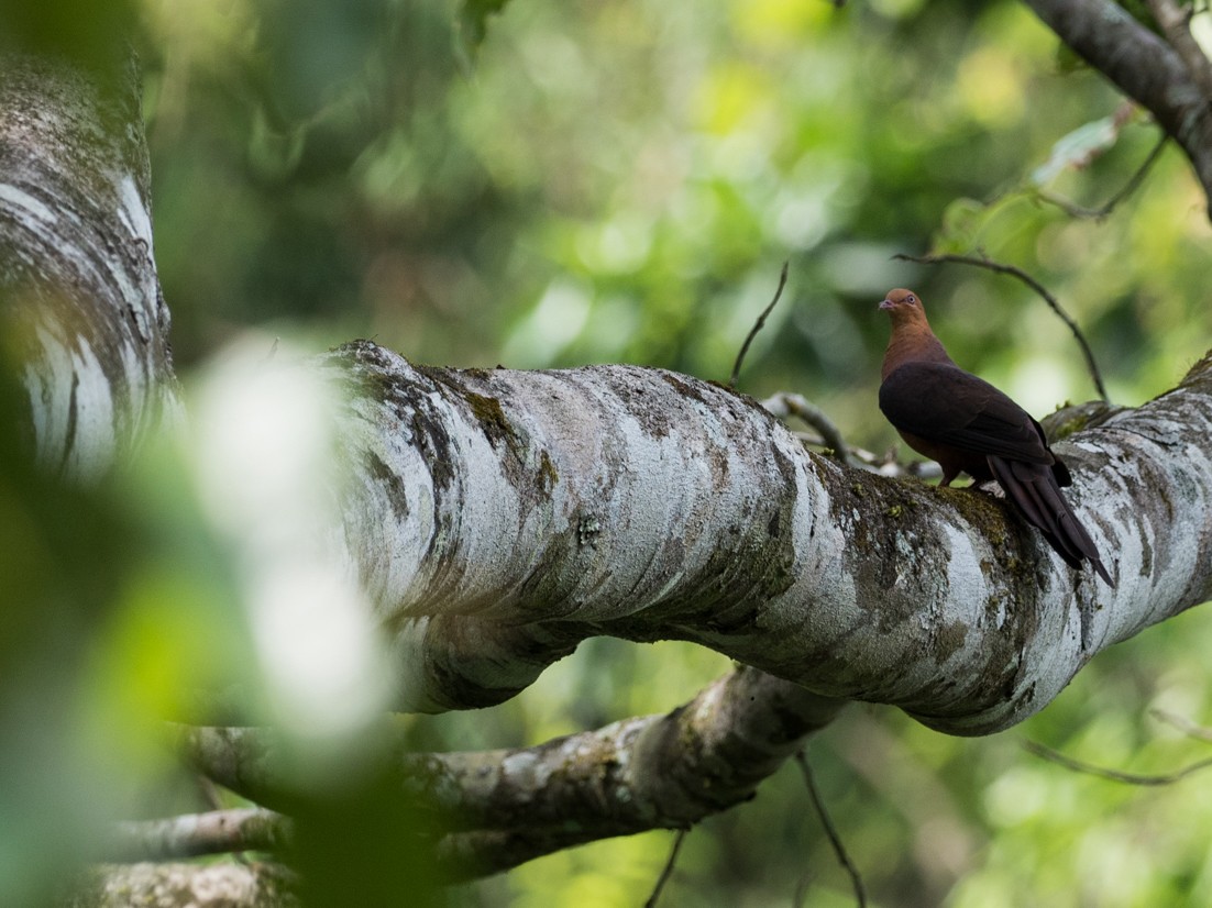 Philippine Cuckoo-Dove - eBird