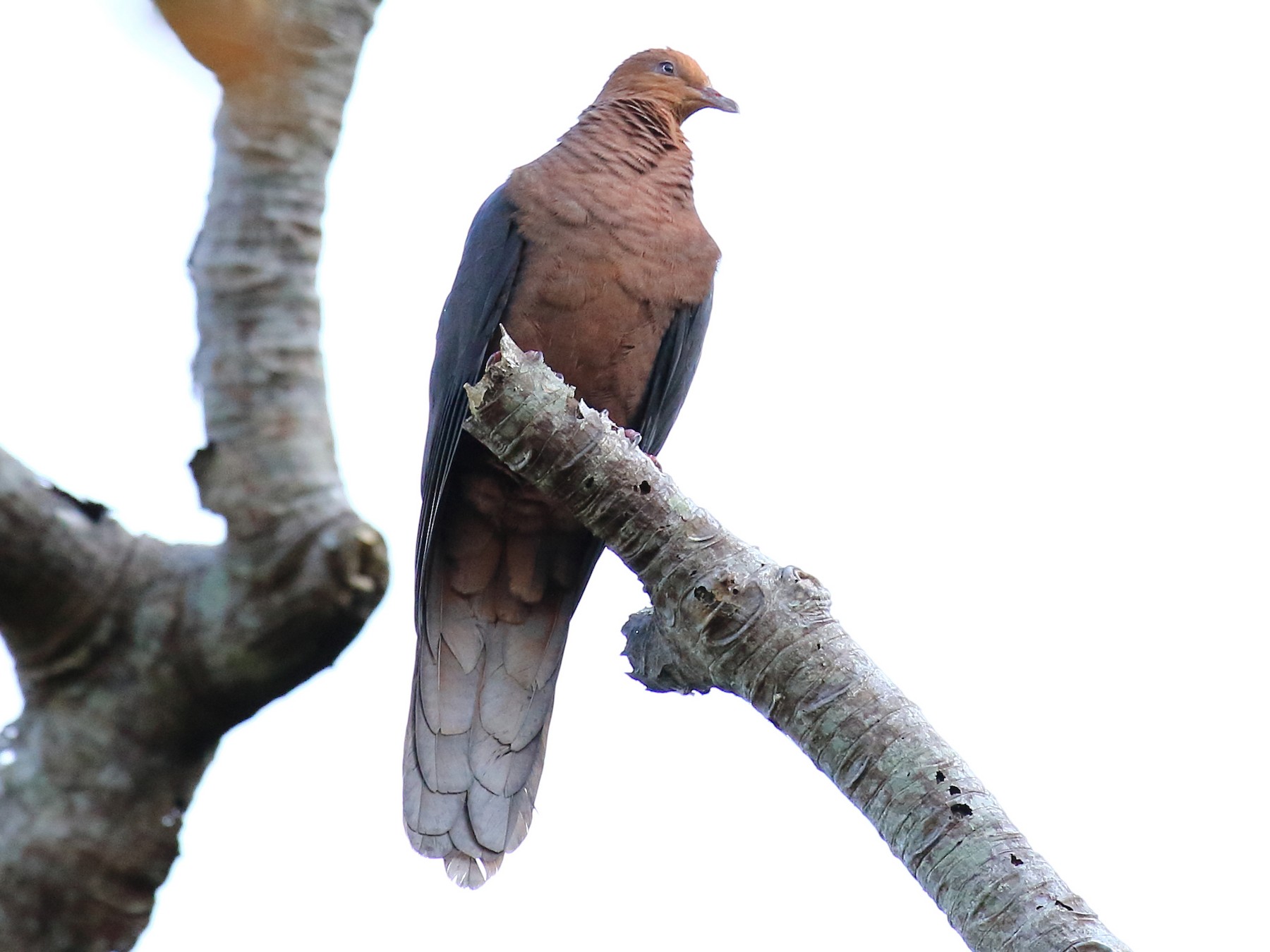 Philippine Cuckoo-Dove - eBird