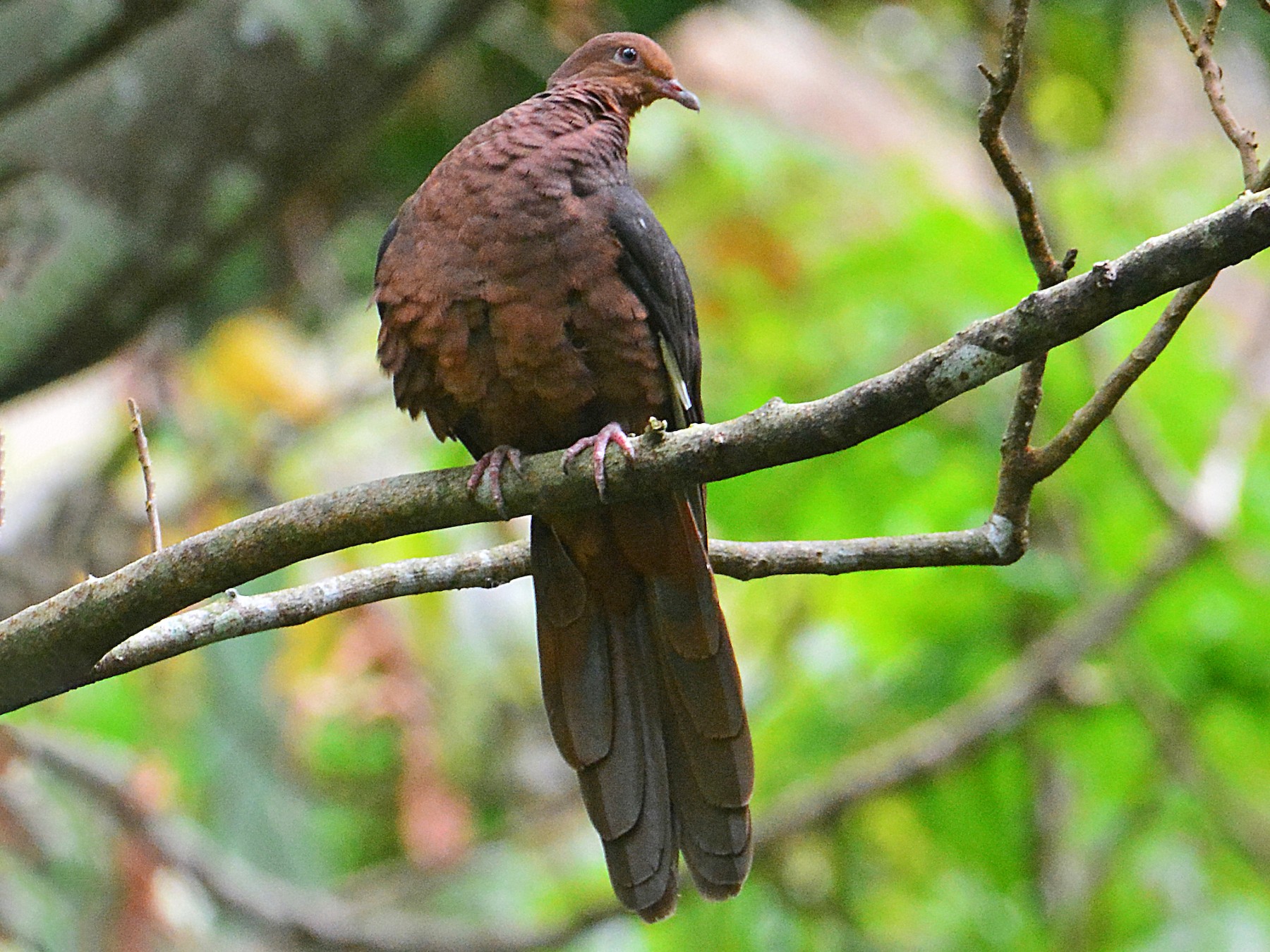 Philippine Cuckoo-Dove - eBird