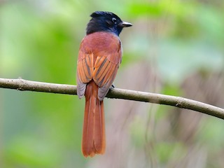 Amur Paradise-Flycatcher - eBird
