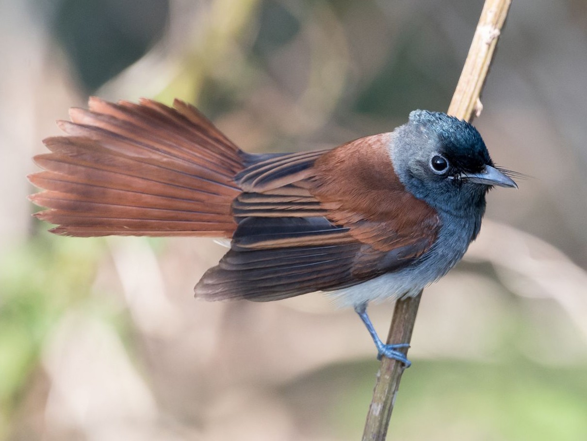 Amur Paradise-Flycatcher - eBird