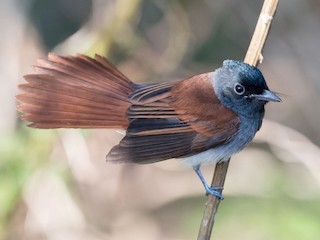 Amur Paradise-Flycatcher - eBird
