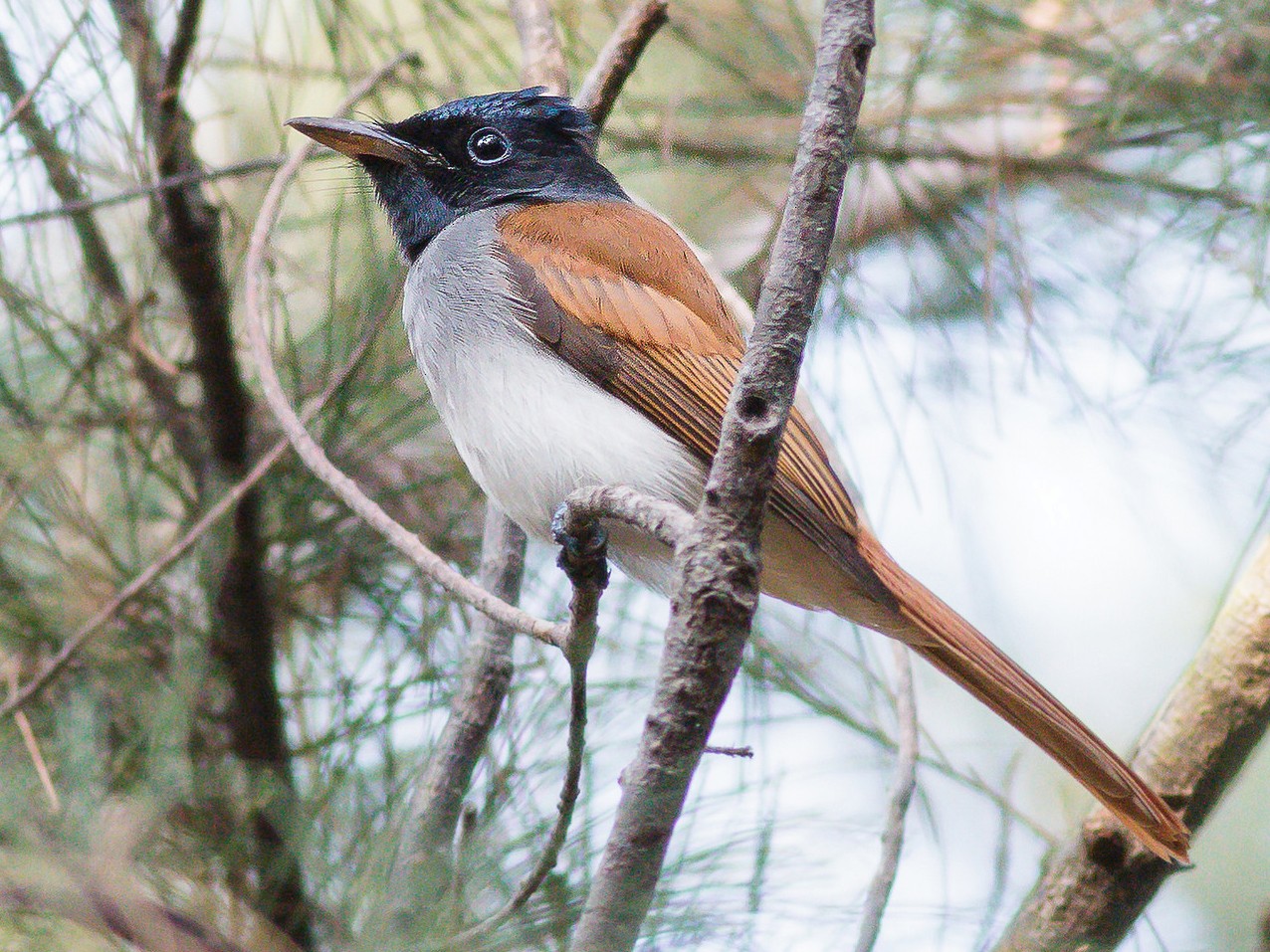 Amur Paradise-Flycatcher - eBird