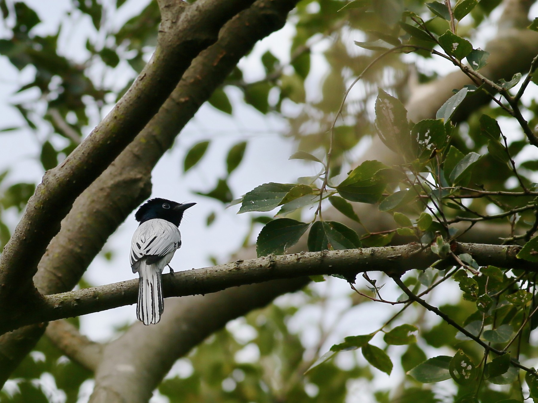Amur Paradise-Flycatcher - eBird