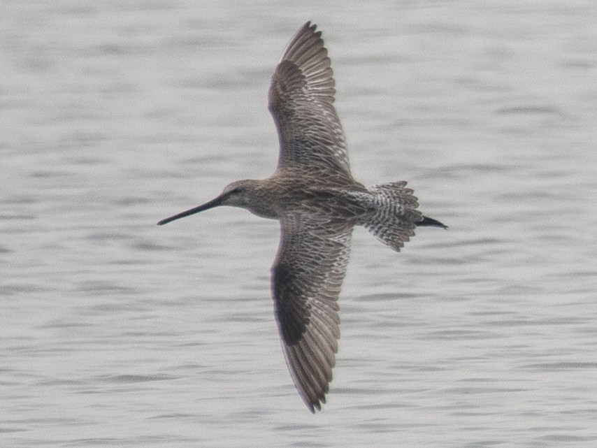 Asian Dowitcher - eBird