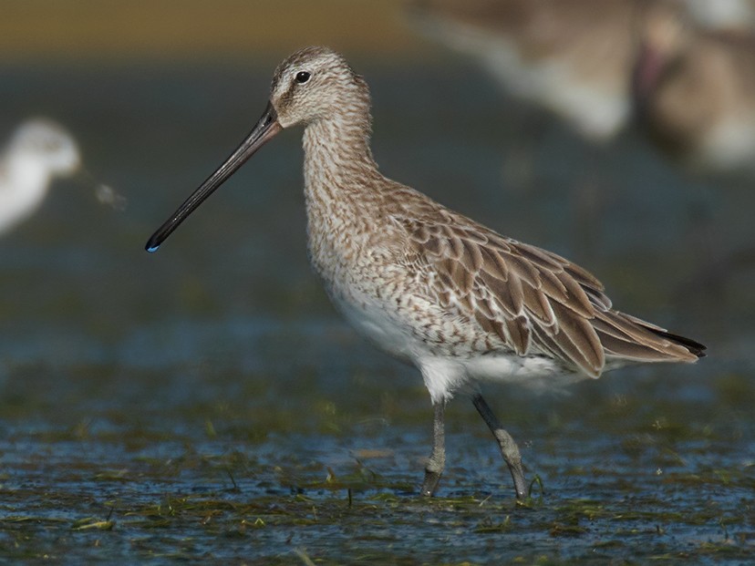 Asian Dowitcher - eBird