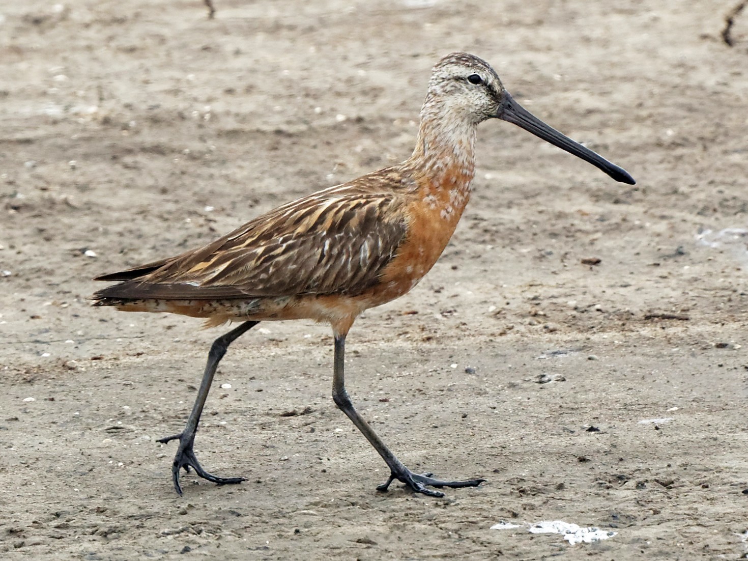 Asian Dowitcher - eBird