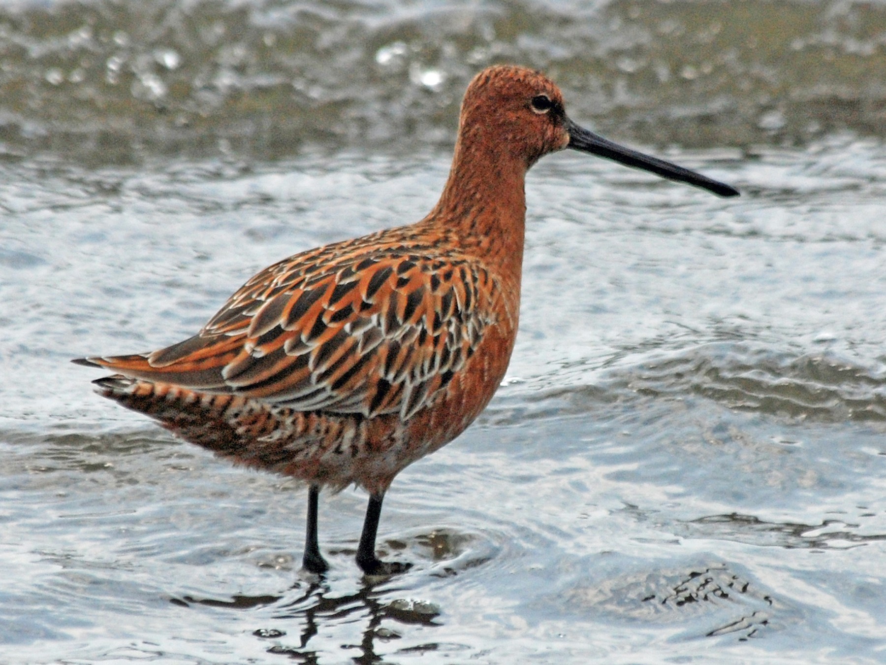 Asian Dowitcher - eBird